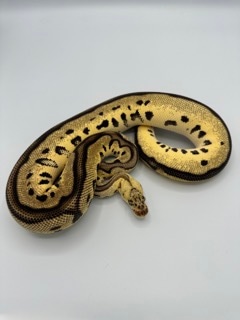 Orange Dream Pastel Batman Ball Python by Red Head Reptiles