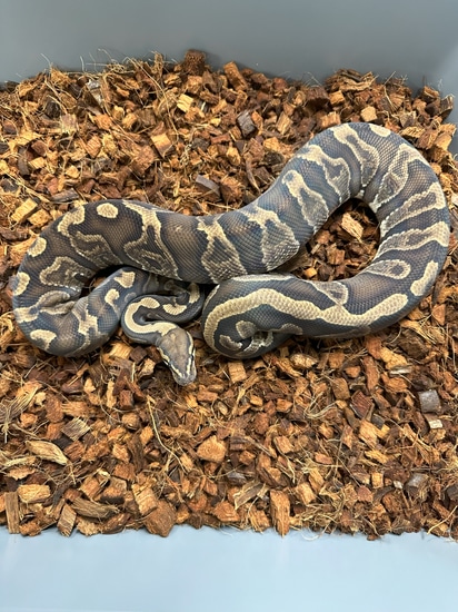 Leopard GHI Ball Python by Red Head Reptiles