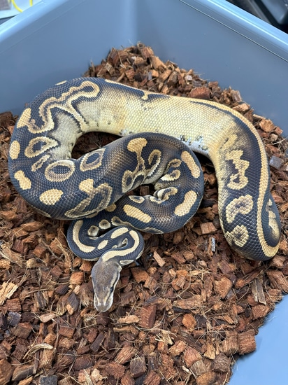 Black Pastel Wookie Red Stripe Het Clown Ball Python by Red Head Reptiles