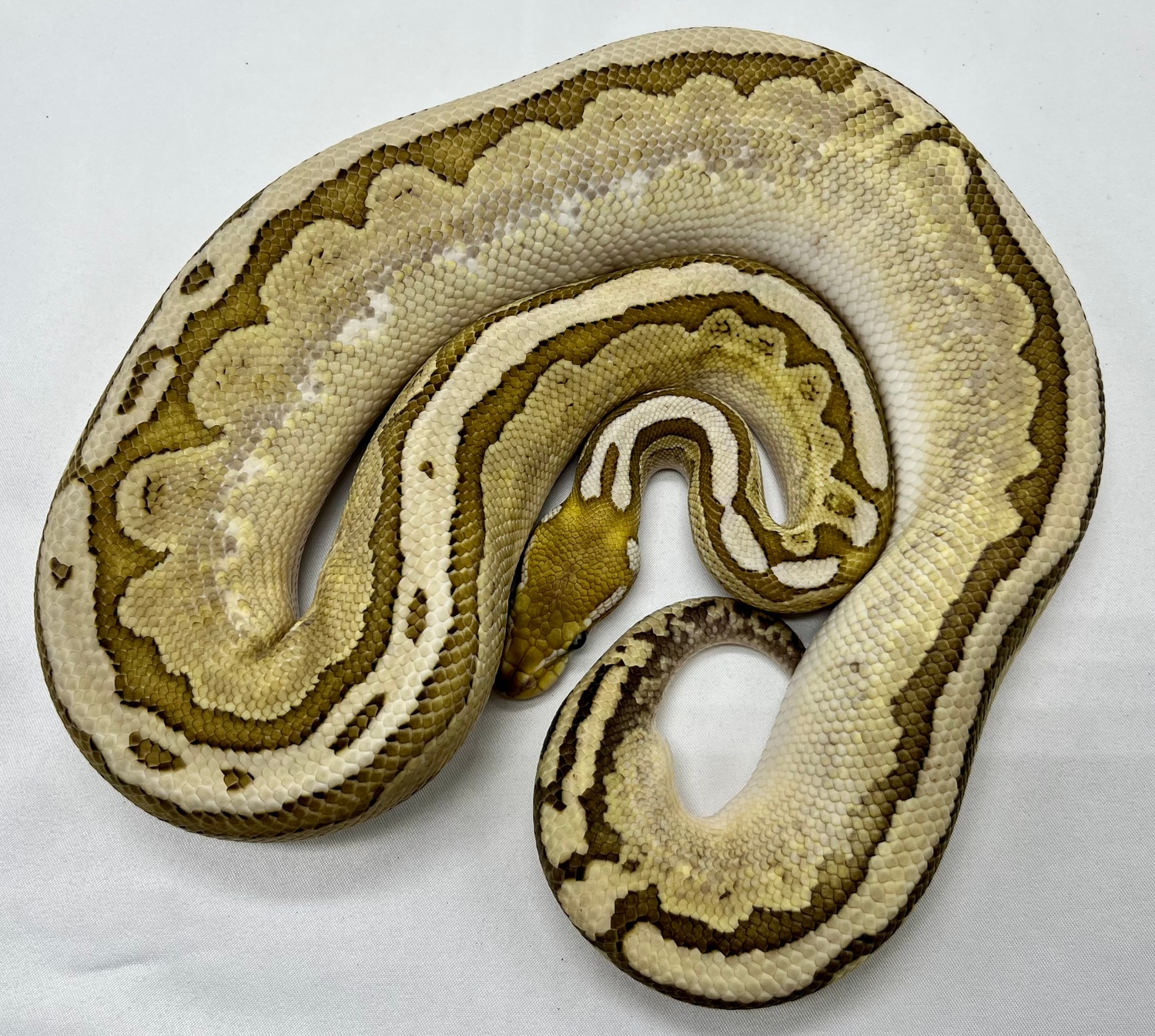 Bamboo Cinnamon Het Ultramel Ball Python by Red Iron Exotics - MorphMarket