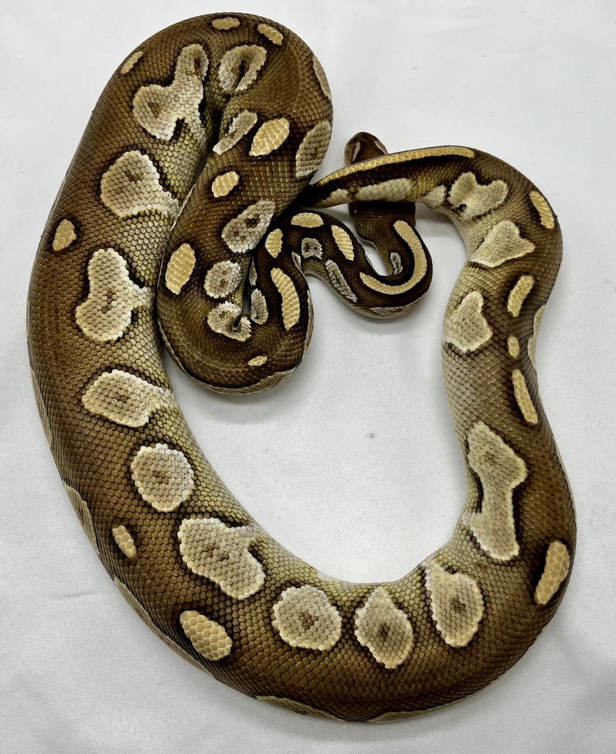Blackhead Lesser Red Gene Ball Python by Red Iron Exotics - MorphMarket