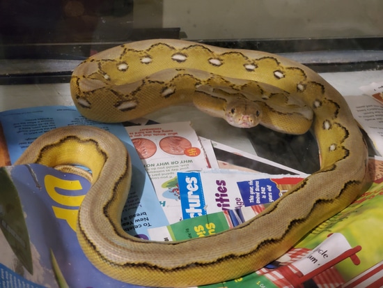 5 Foot Platinum Sunfire Reticulated Python by Hugs and Hisses