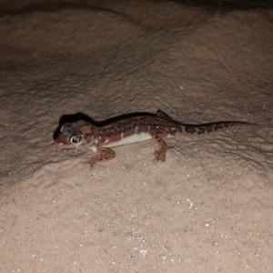 RQG Geckos - MorphMarket