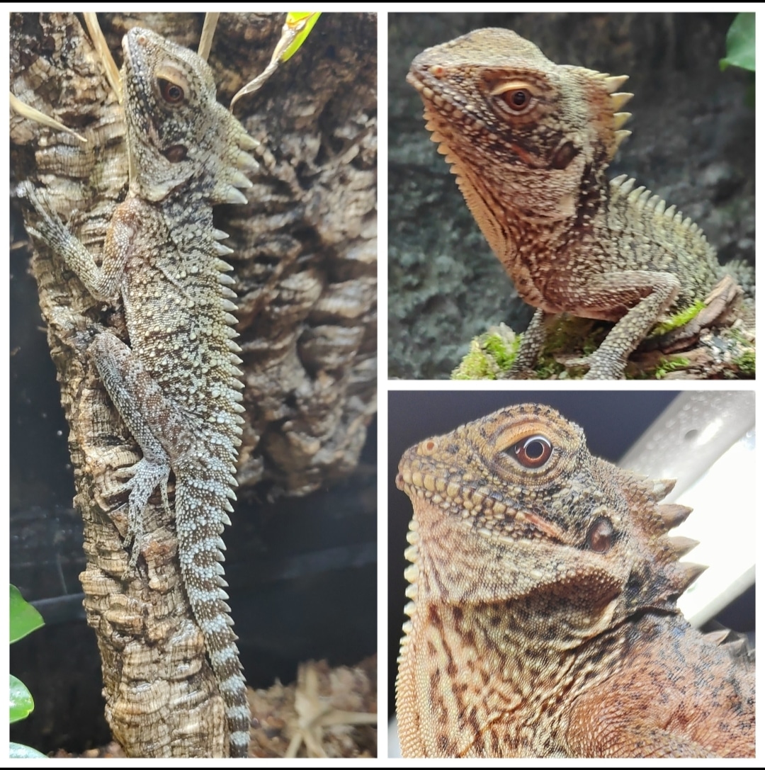 CB20 1.2 Lophosaurus Dilophus More Lizard by Red Lemon Reptile ...