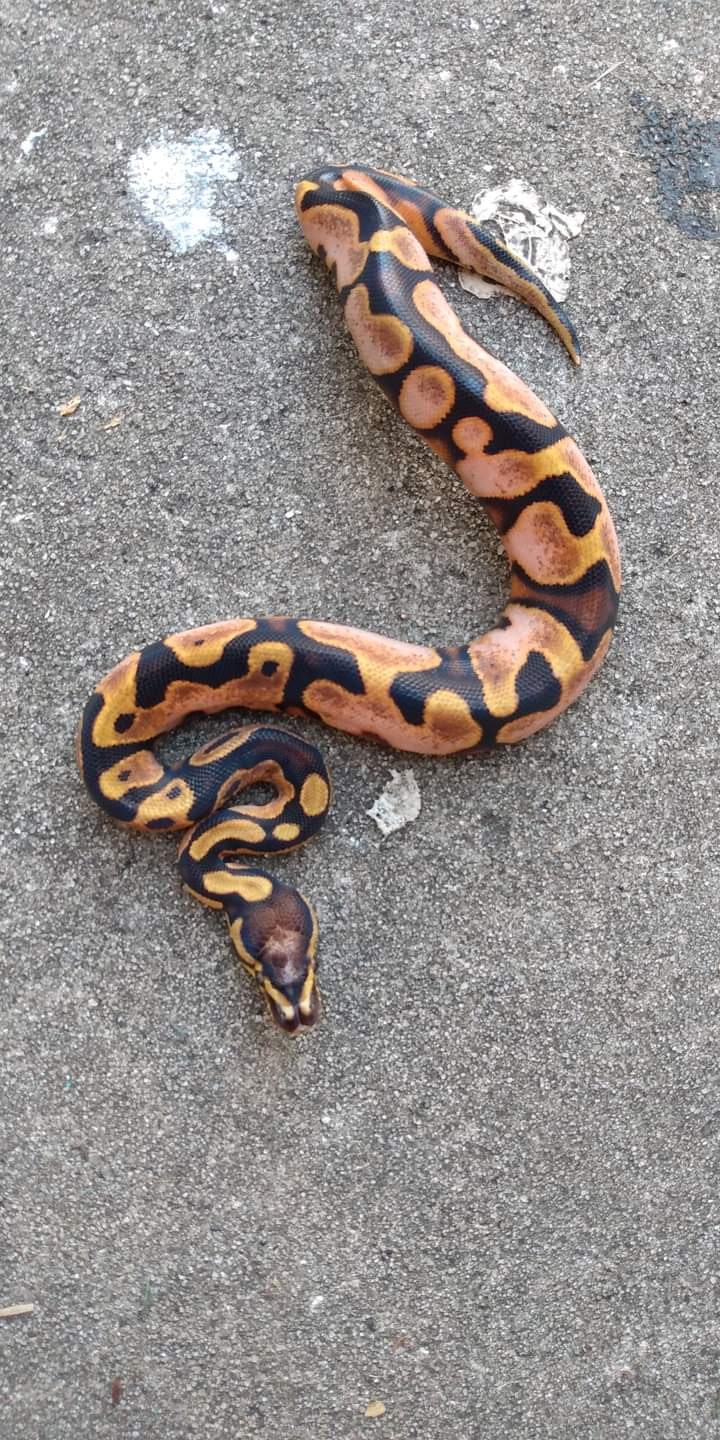 Calico Scaless Head Possible Sable Ball Python by Redlin Reptiles ...