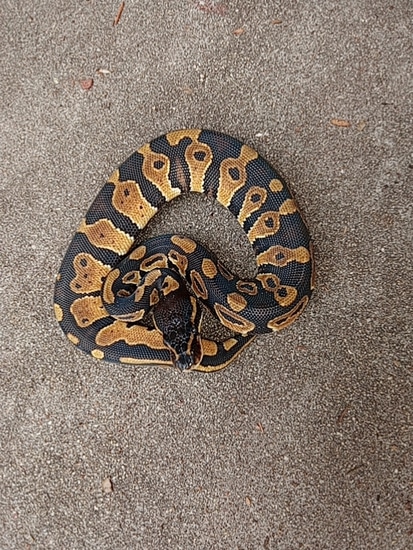 Black Head Hra Ball Python by Redlin Reptiles