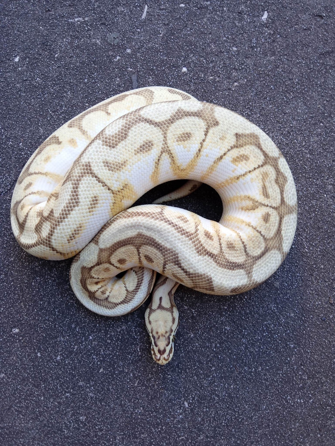 OD Butter Spider Ball Python by Redlin Reptiles - MorphMarket