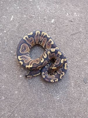 GHI 50% Het Peid Ball Python by Redlin Reptiles - MorphMarket