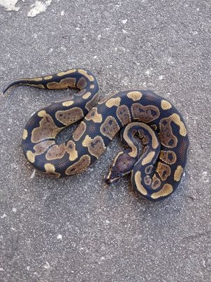 Sable Ball Python by Redlin Reptiles