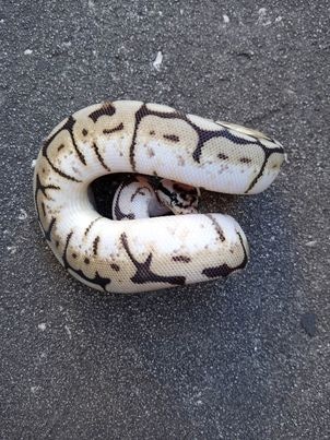 Spider Pastel Het Red Axanthic Ball Python by Redlin Reptiles - MorphMarket