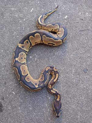 Bongo Calico Ball Python by Redlin Reptiles - MorphMarket