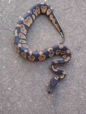 Black Head Ball Python by Redlin Reptiles - MorphMarket
