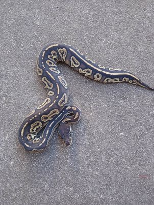 Black Head Cinnamon Ball Python by Redlin Reptiles