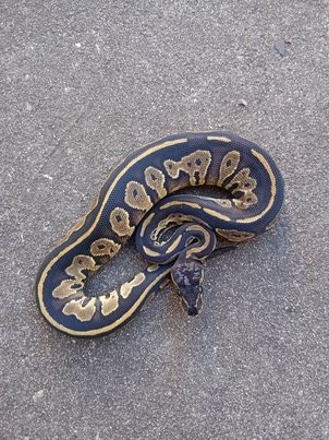 Blackhead Hra Ball Python by Redlin Reptiles - MorphMarket