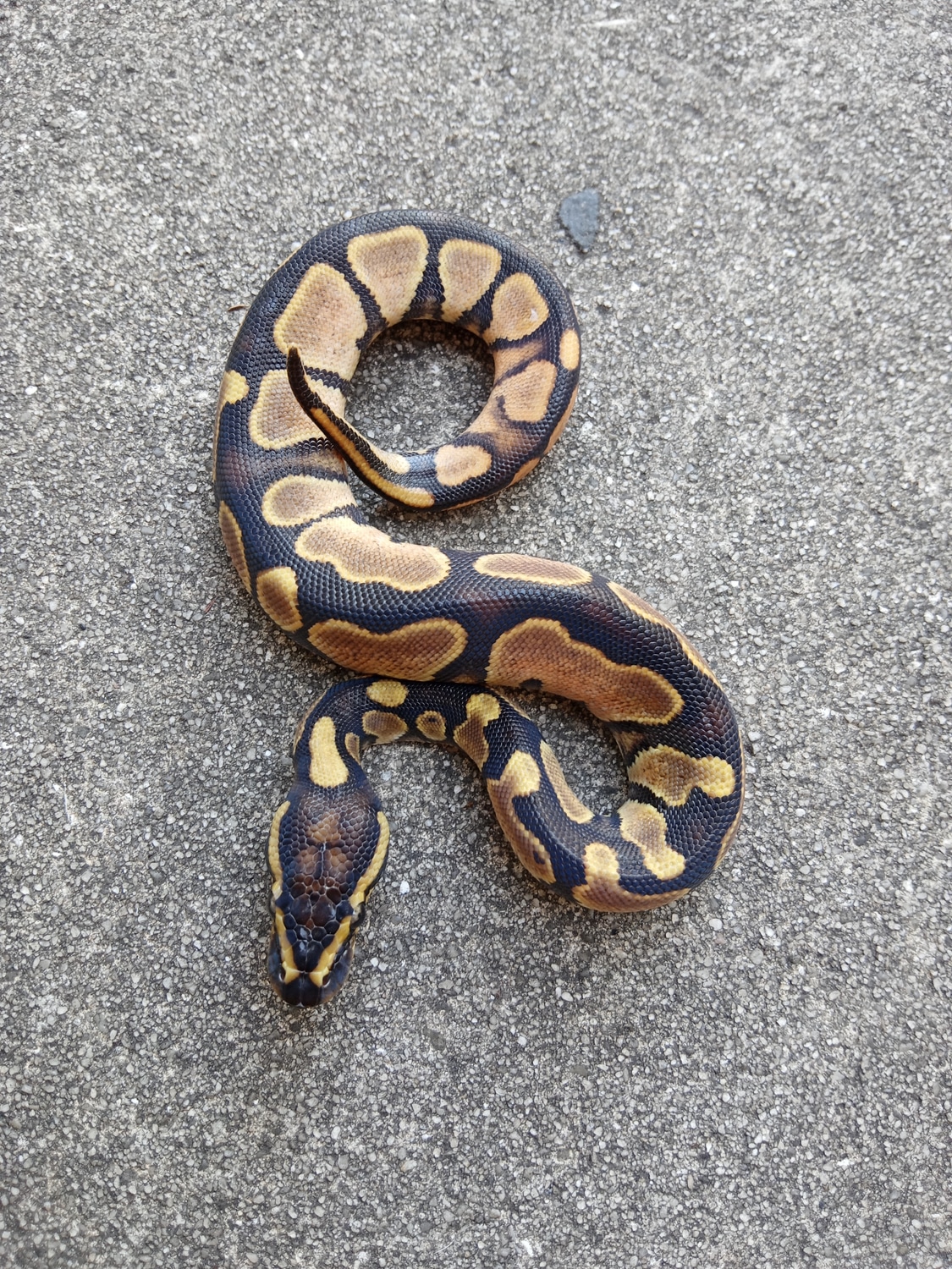 Calico 100% Het Hypo And 50% Het Pied Ball Python by Redlin Reptiles ...