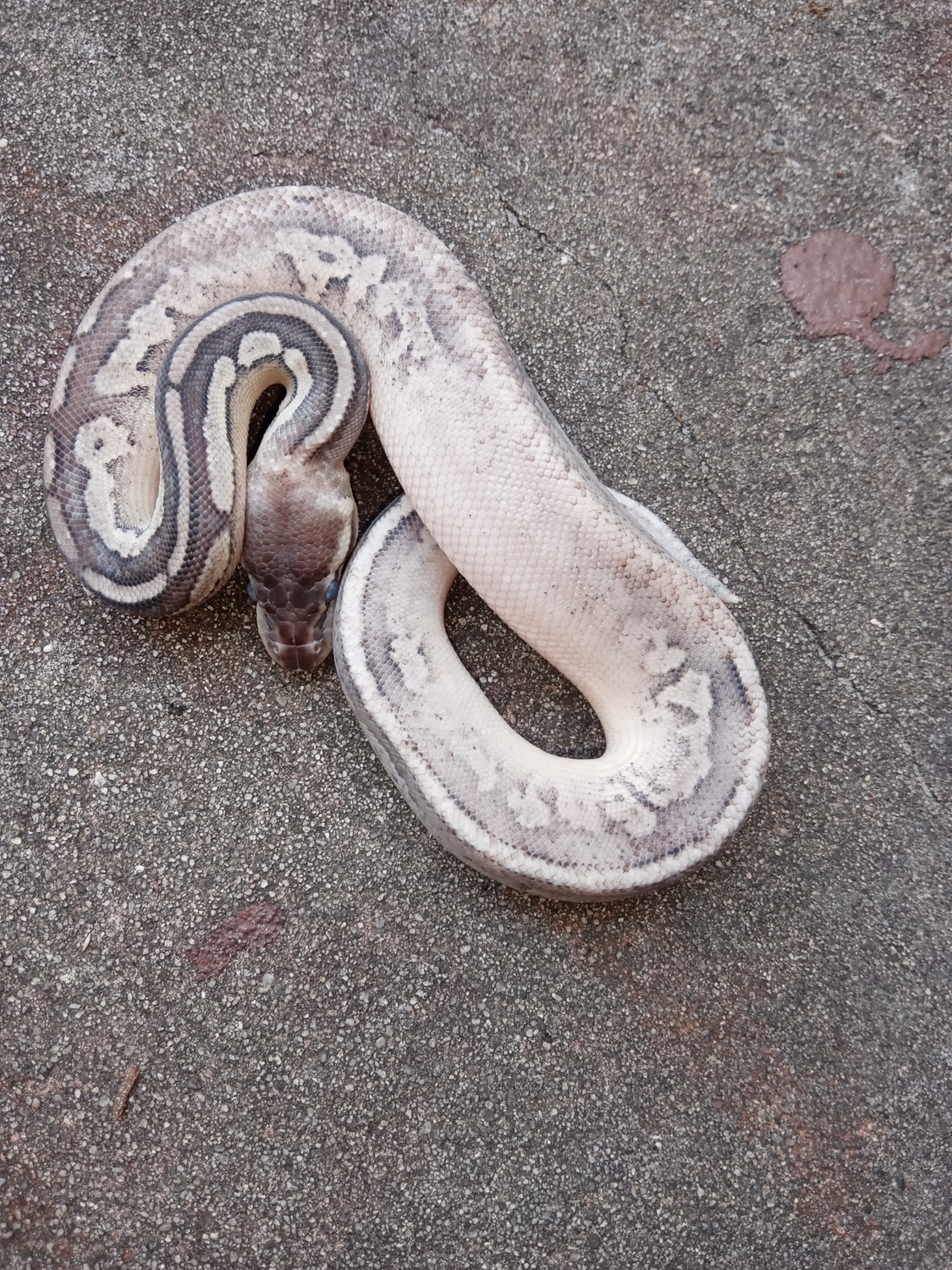 Pewter Sandblast 100% Het Pied 100% Het Orange Ghost Ball Python by ...
