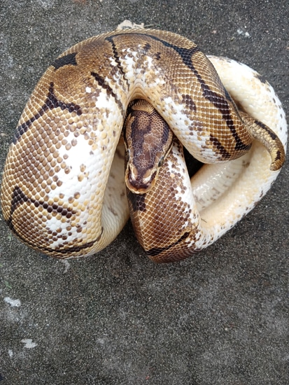 Spider Scaleless Head Ball Python by Redlin Reptiles