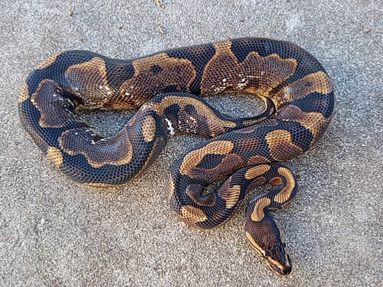 Sable Calico Ball Python by Redlin Reptiles
