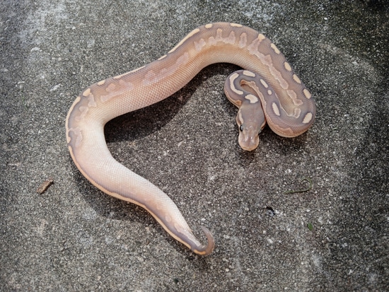 Calico Cinnamon Lesser Hypo Ball Python by Redlin Reptiles