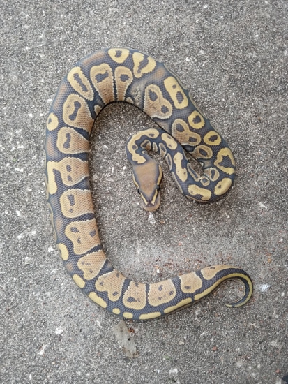 Orange Ghost Ball Python by Redlin Reptiles
