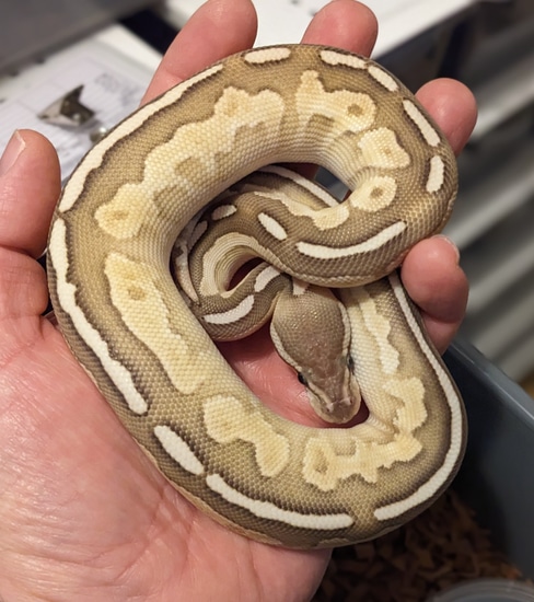 Lithium Fire Pos Het Clown Ball Python by Rednal Royals