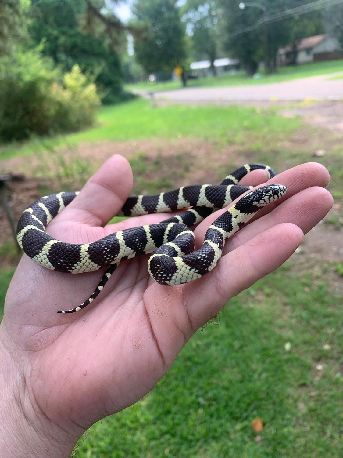 Chocolate Banded King Snake California Kingsnake by Hamilton Captive ...