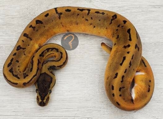 Pinstripe Piebald 100% Het Albino Ball Python by Pied Productions ...