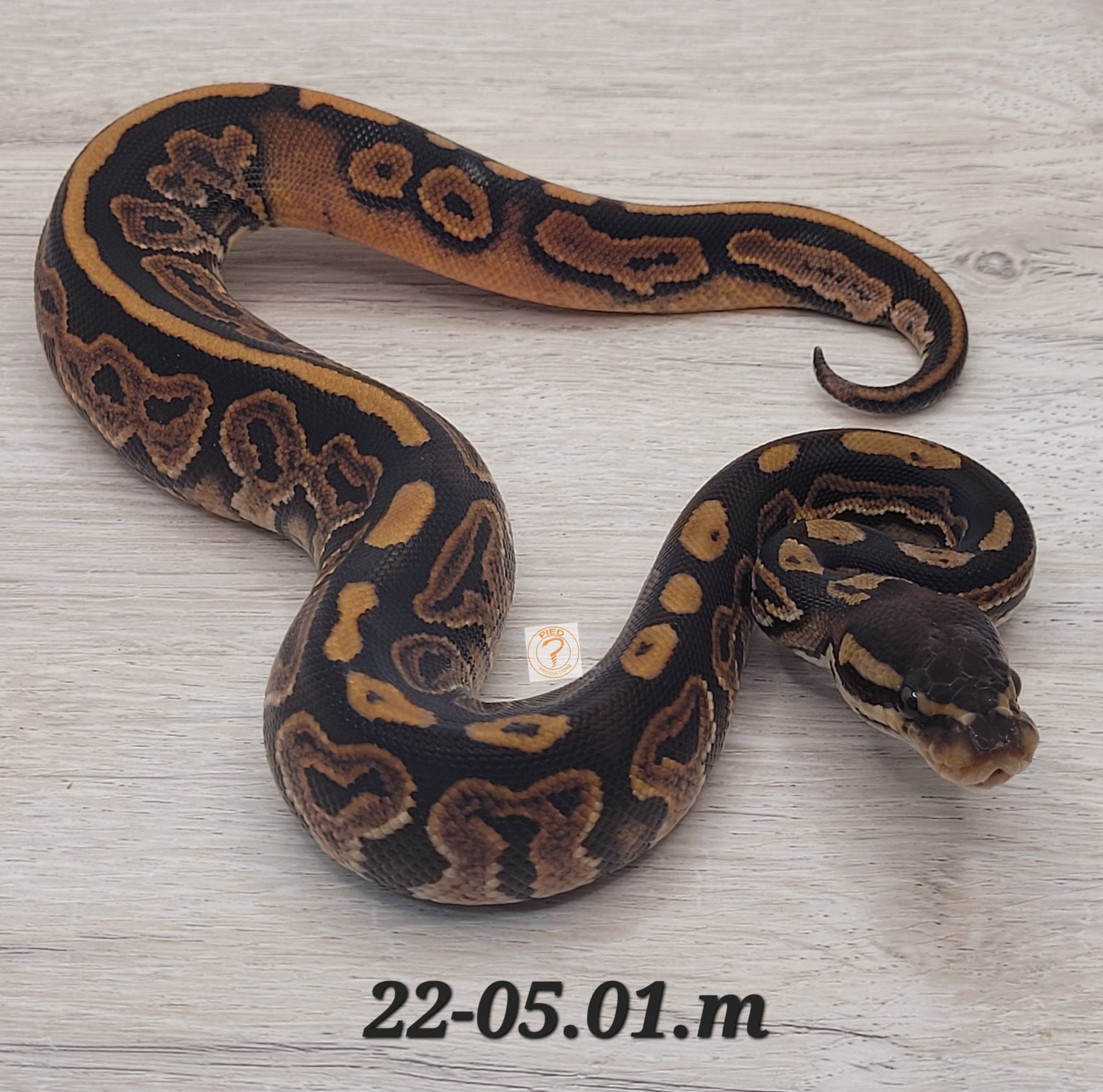 Black Pastel DH Albino Pied Ball Python by Pied Productions - MorphMarket