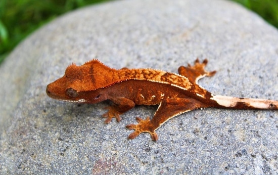 Orange Crested Gecko by Red Phantom Reptiles