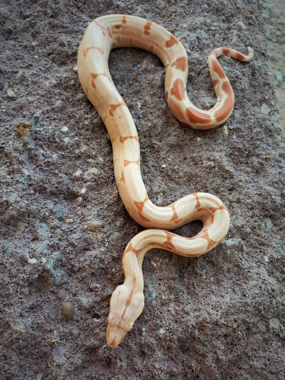 Lipstick Sunglow Boa Constrictor by Boa Country - MorphMarket