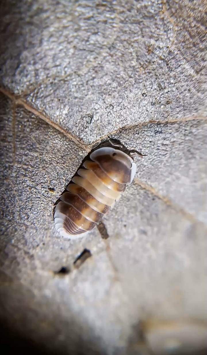 Cubaris Sp Cappuccino 6ct Isopod by Red Queen Exotics LLC - MorphMarket