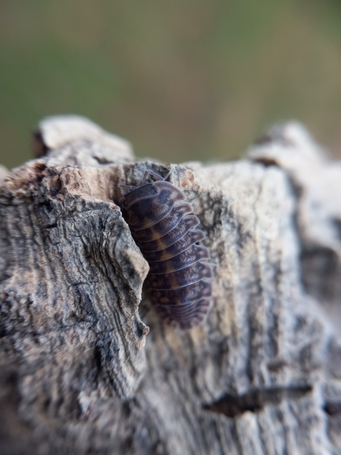 Cubaris "Platin Tung Song" 10 Count Isopod by Red Queen Exotics LLC ...