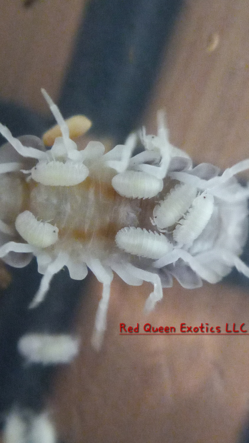 10ct Cubaris "Panda King Isopod by Red Queen Exotics LLC - MorphMarket