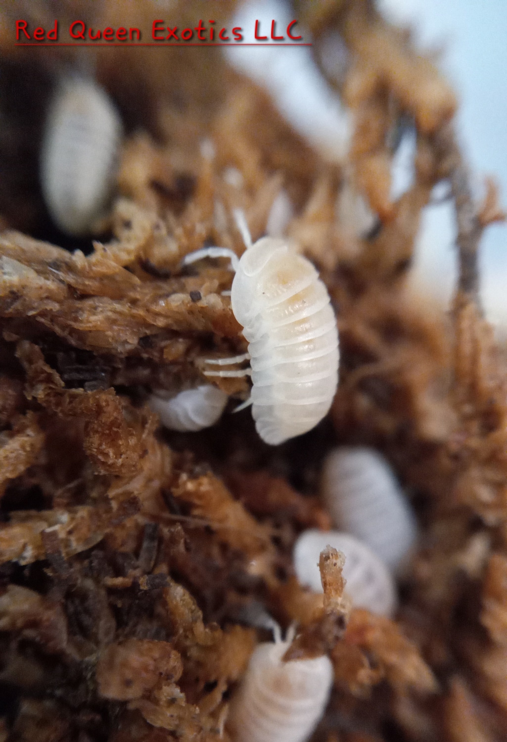 10ct Cubaris Murina "Glacier Isopod by Red Queen Exotics LLC - MorphMarket