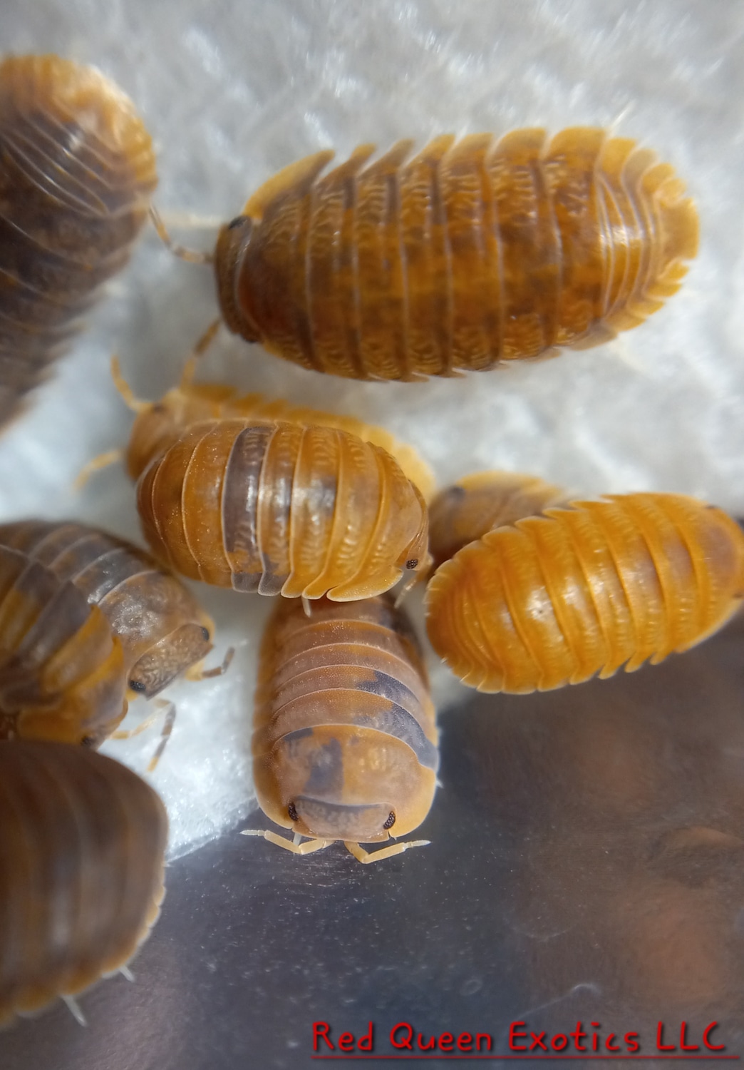 10ct Cubaris Murina "Anemone Isopod by Red Queen Exotics LLC - MorphMarket