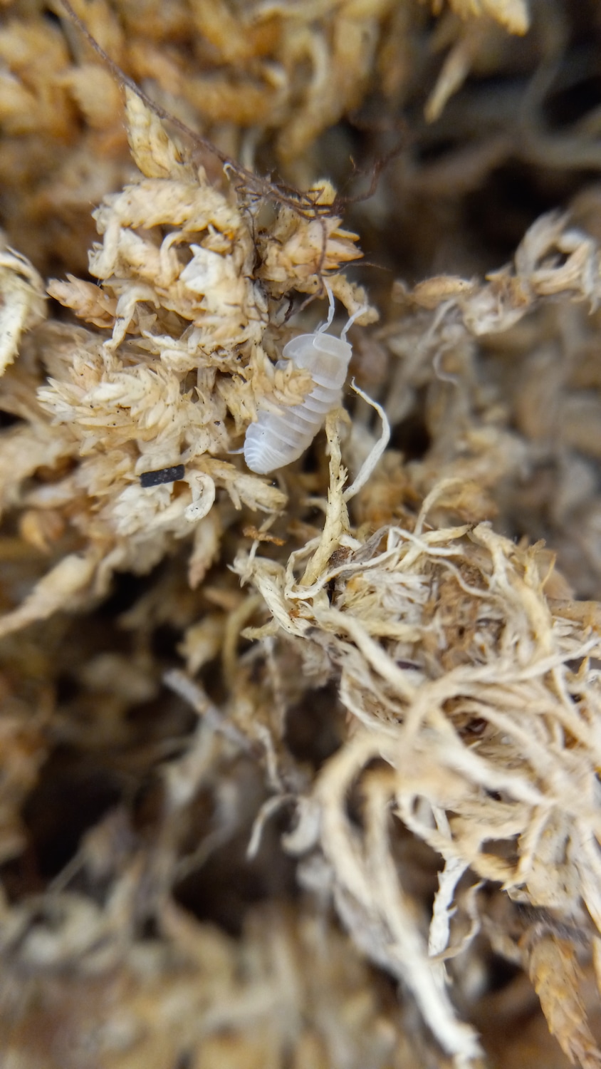 10ct Cubaris Murina "Glacier Isopod by Red Queen Exotics LLC - MorphMarket