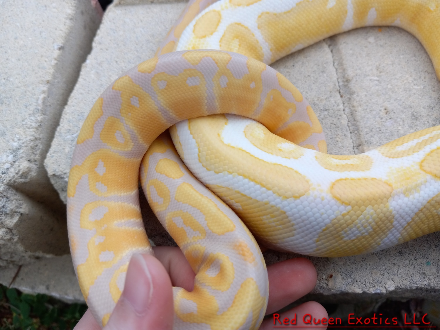 Lavender Albino Male Ball Python by Red Queen Exotics LLC - MorphMarket