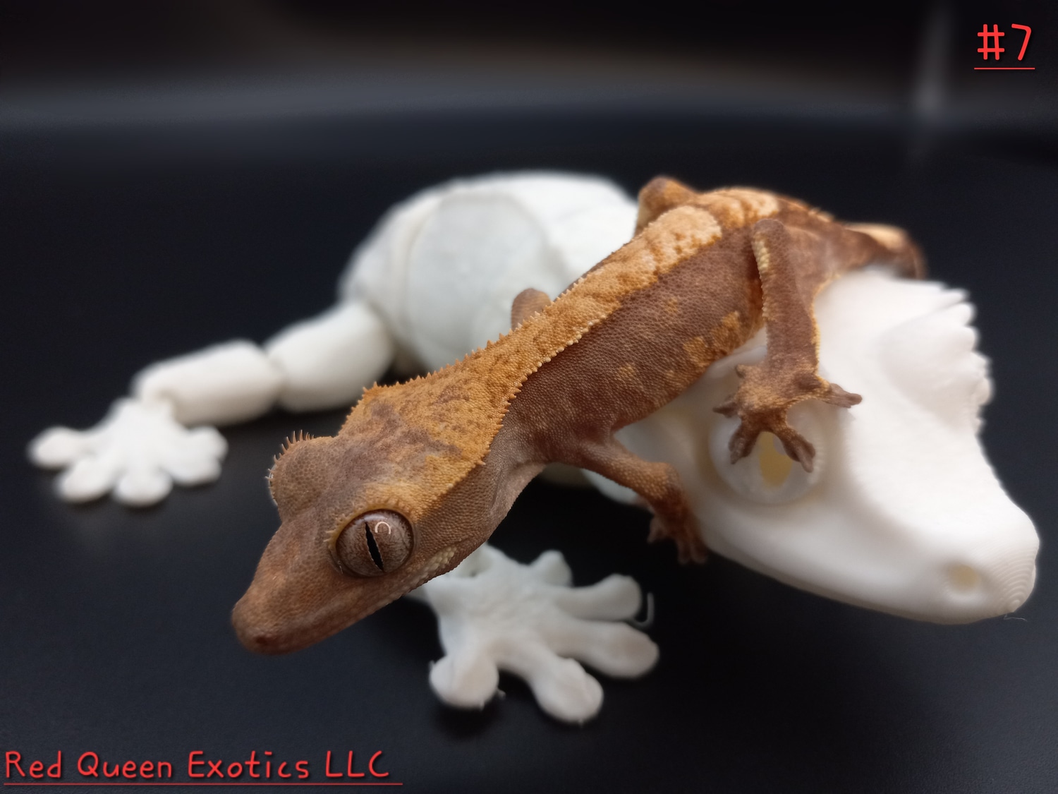 Flame Crested Gecko by Red Queen Exotics LLC - MorphMarket