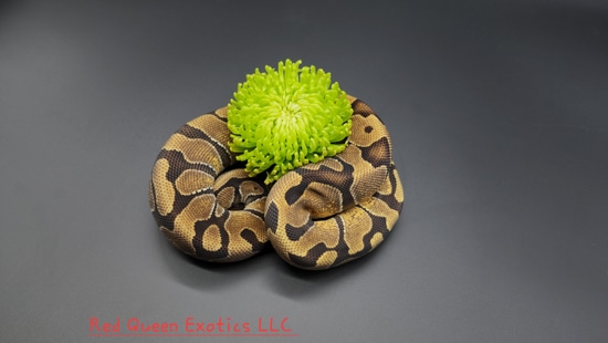Enchi Blade- Daisy Ball Python by Red Queen Exotics LLC