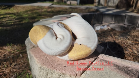 Pastel Banana Pied- Banana Bread Ball Python by Red Queen Exotics LLC