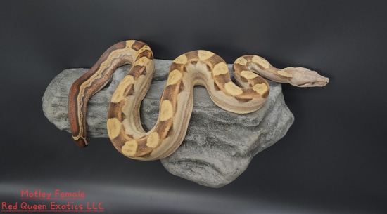 Motley 66% Het VPI Female Boa Constrictor by Red Queen Exotics LLC
