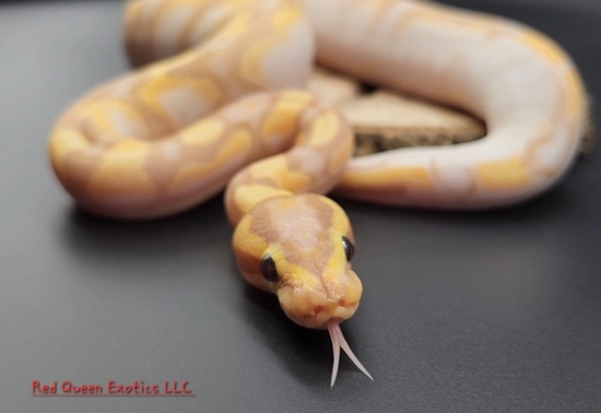 Banana Calico YB Enchi Pos Lesser Male- Sherbert Ball Python by Red ...