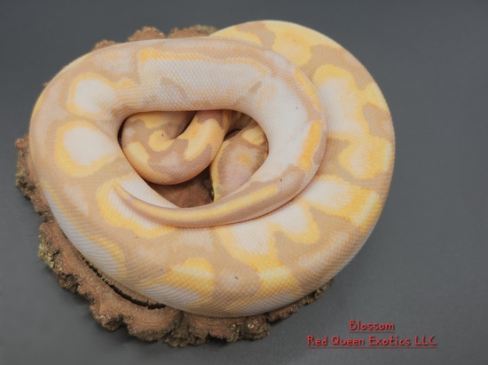 Banana Calico Enchi POS Yellow Belly And Lesser -Blossom Ball Python by ...