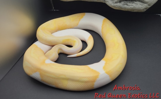 Albino Pied- Ambrosia Ball Python by Red Queen Exotics LLC