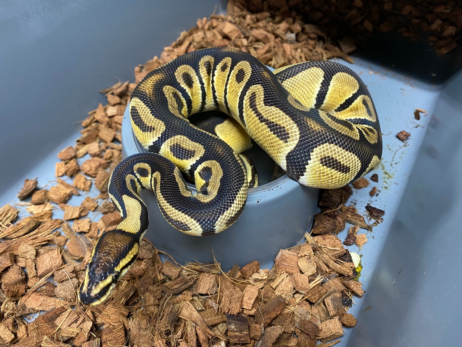 Het Ultramel, Super Orange Dream Ball Python by Red Mountain Reptiles ...