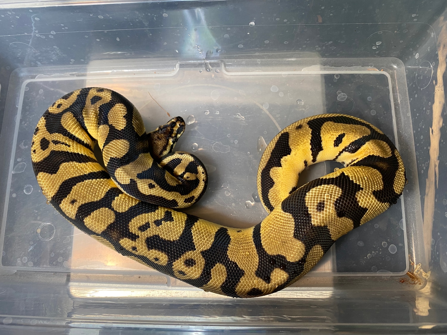 Pastel Acid Ball Python by Red Mountain Reptiles LLC - MorphMarket