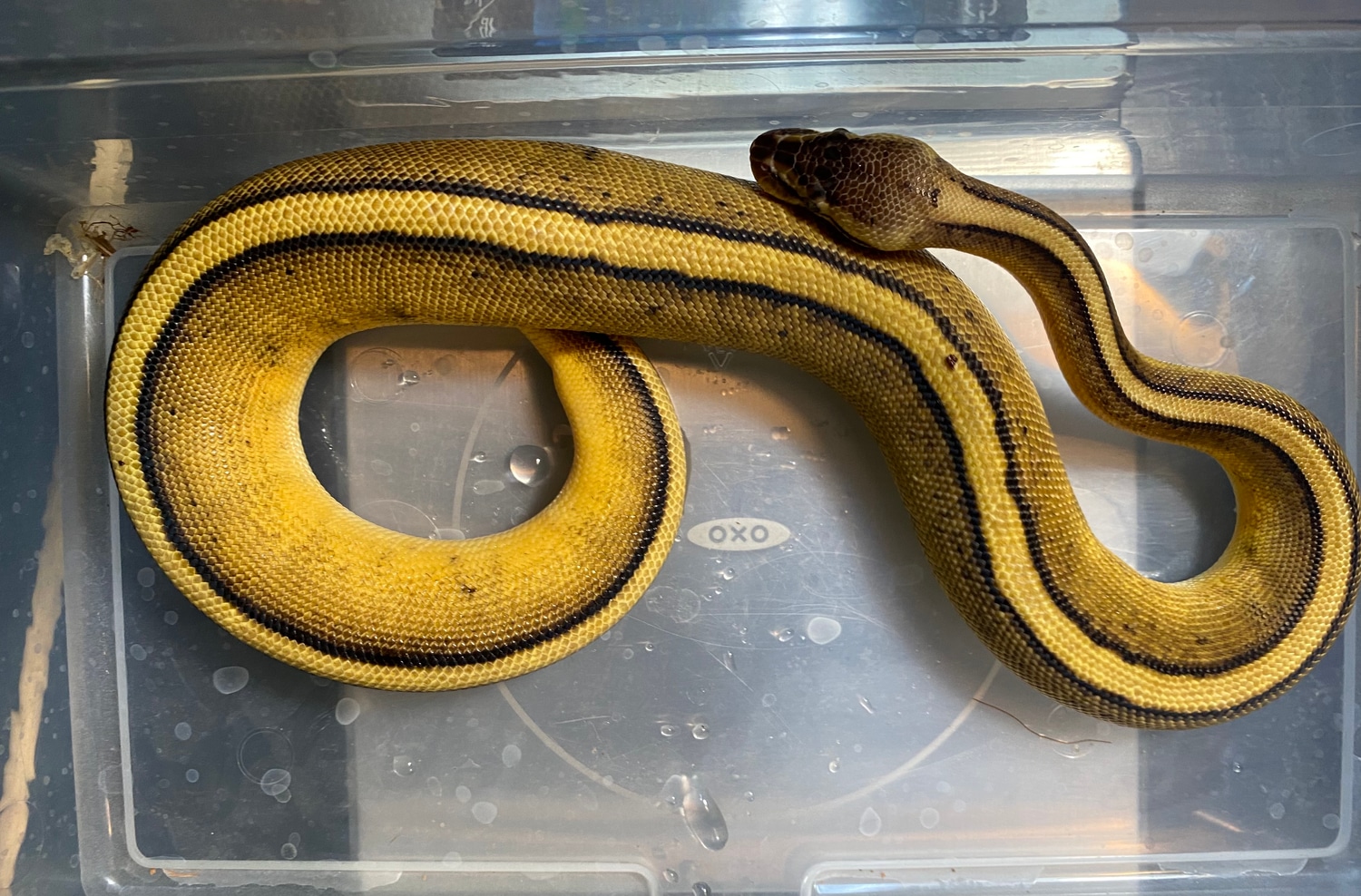 Pastel Genetic Stripe Ball Python by Red Mountain Reptiles LLC ...