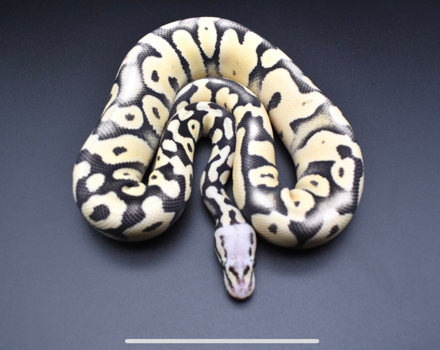 Desert Ghost Super Pastel Fire Spotnose Ball Python by Red Mountain ...