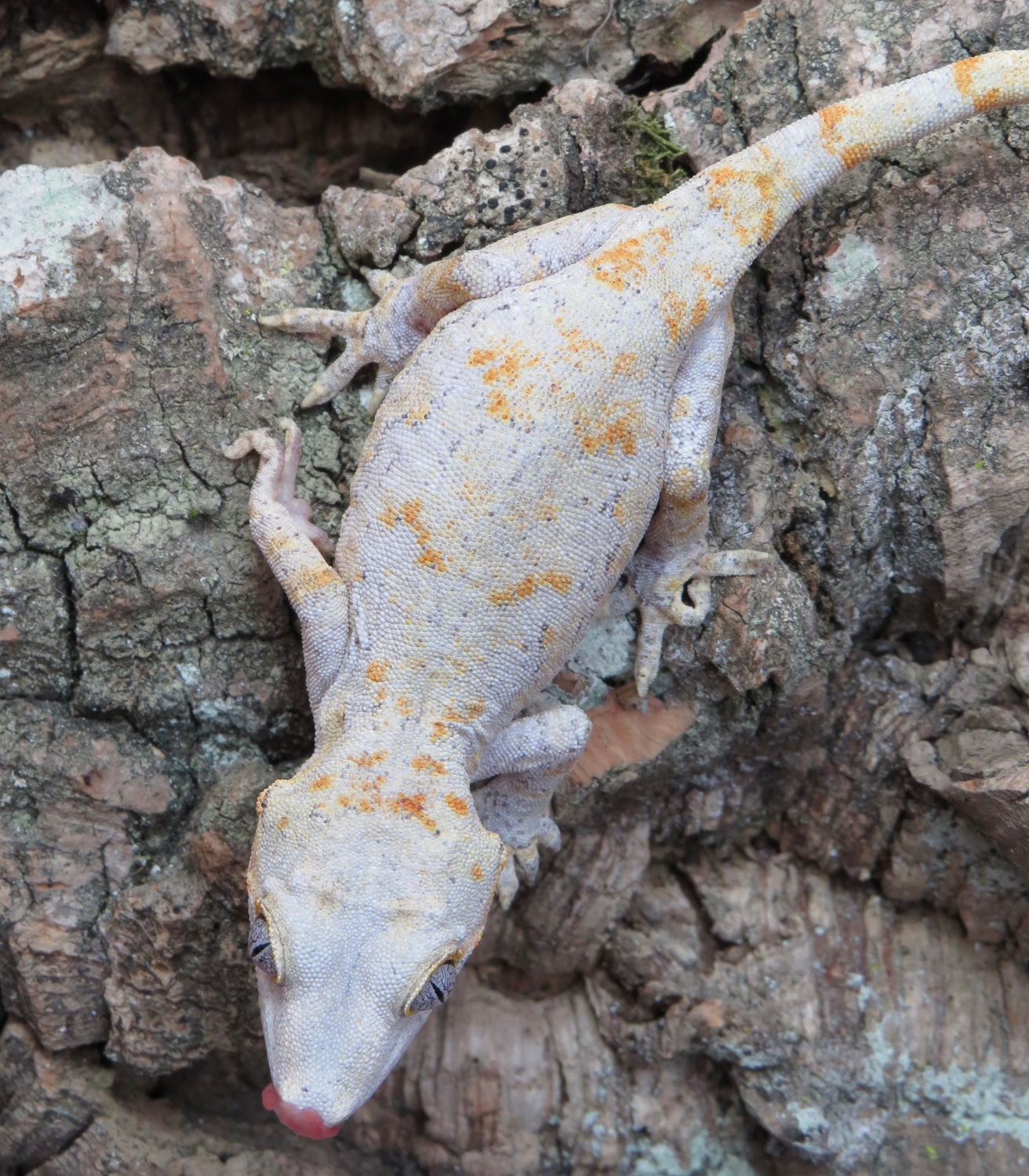 Orange Reticulated Female Gargoyle Gecko by Red Rhac - MorphMarket