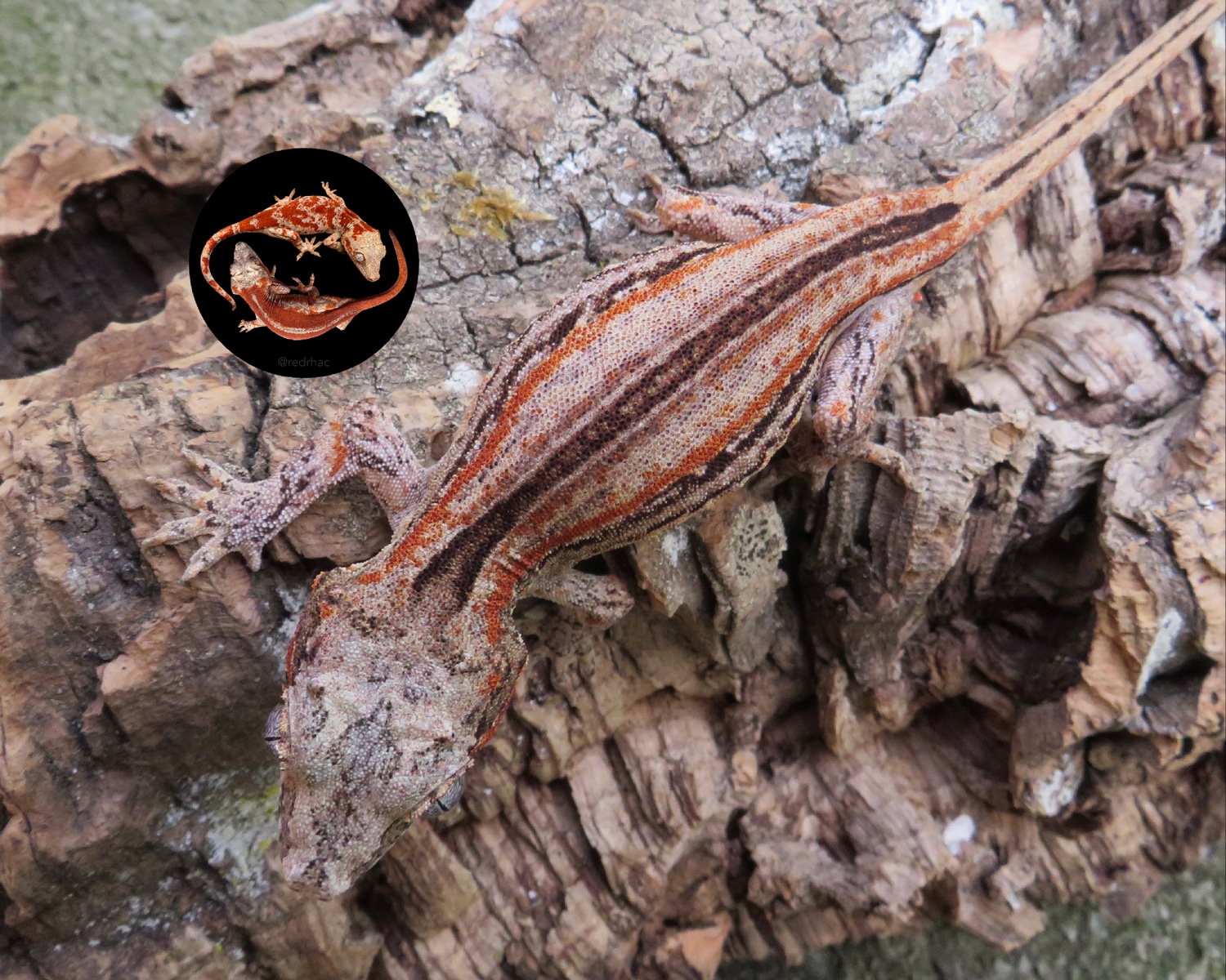 Orange Stripe Male Gargoyle Gecko by Red Rhac - MorphMarket